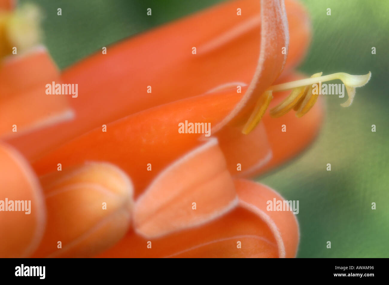 Pyrostegia venusta flower Stock Photo - Alamy