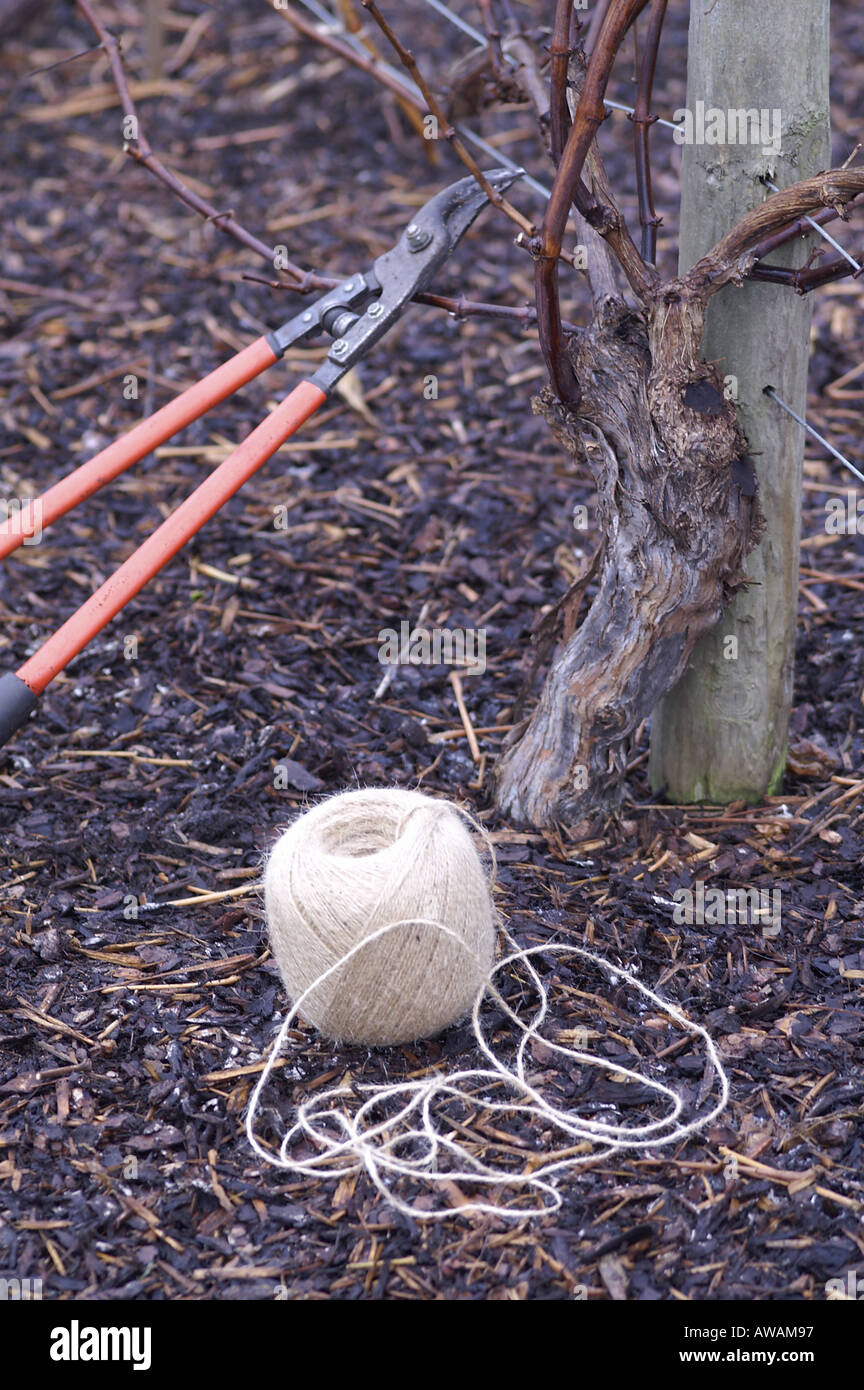 Vine, string and secateurs in the garden Surrey England Stock Photo - Alamy