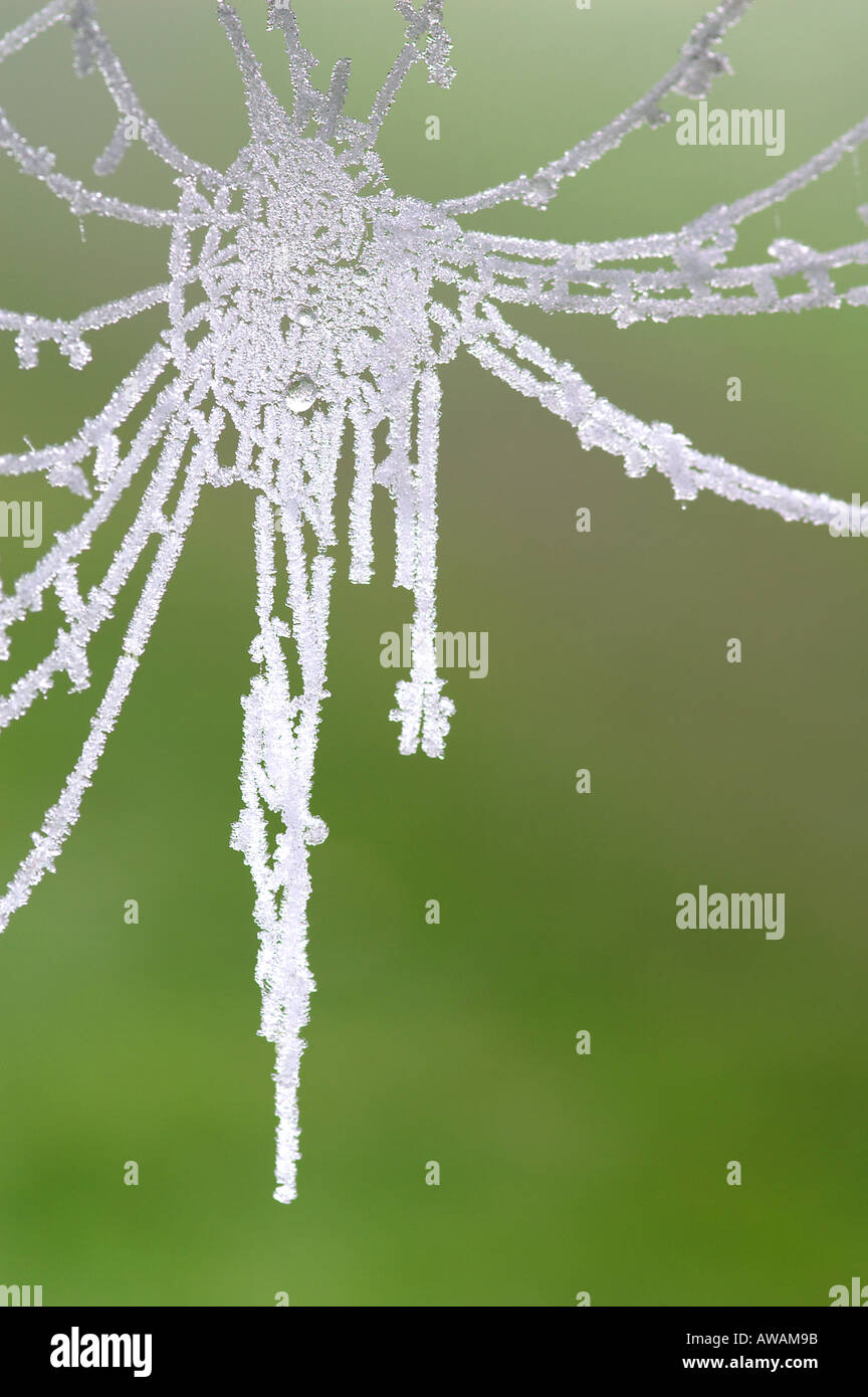 Frozen spider web Surrey England Stock Photo - Alamy