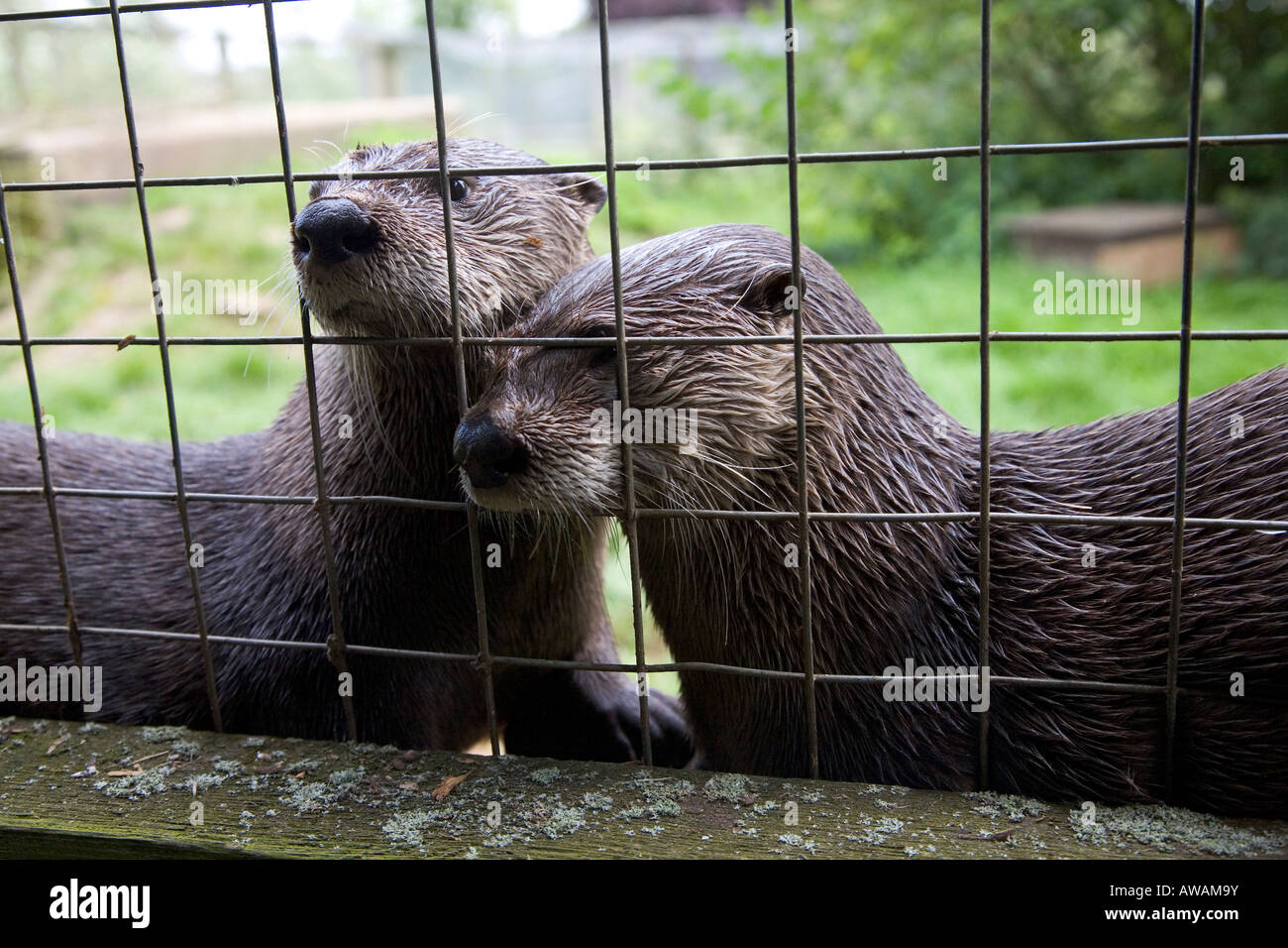 Mole Hall wildlife park and butterfly pavillion, Widdington, Saffron ...