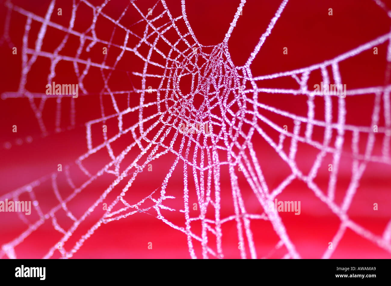 Letter spider web on hi-res stock photography and images - Alamy