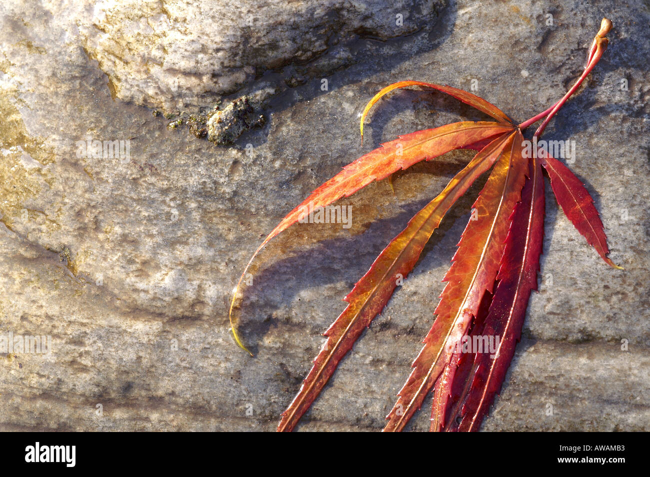 Maple tree on the rock Stock Photo - Alamy