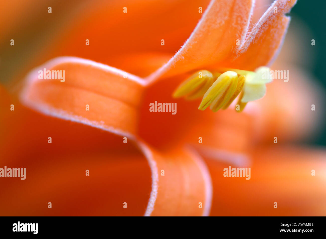 Pyrostegia venusta flower Stock Photo - Alamy
