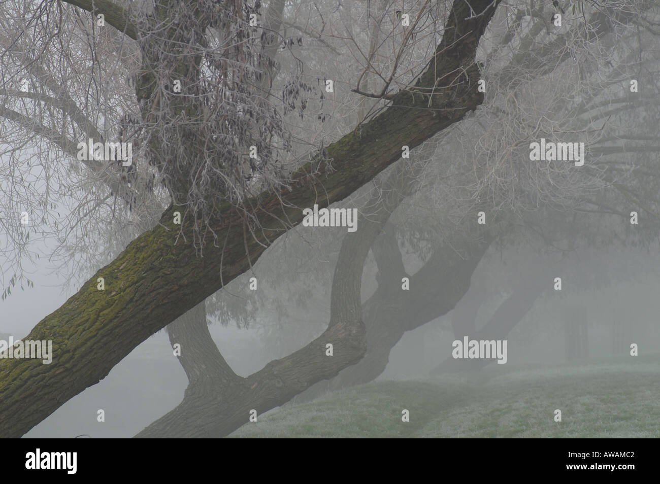 Trees in the fog Surrey England Stock Photo - Alamy