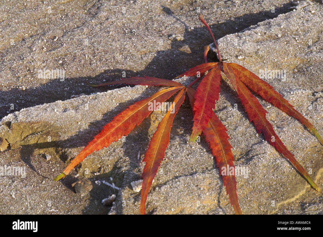 Maple leaves on the rock Surrey England Stock Photo - Alamy