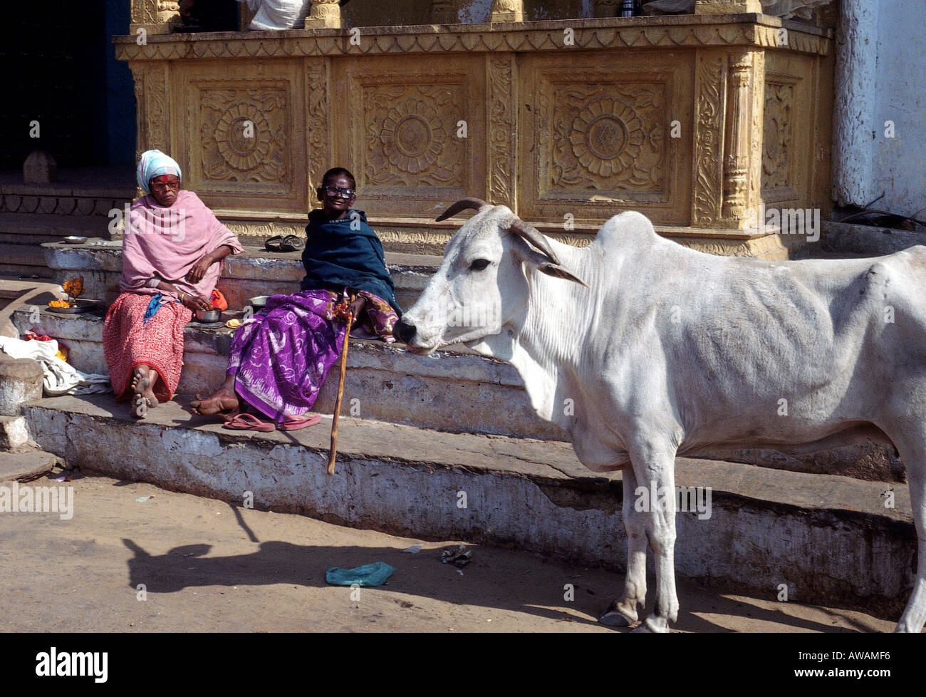 INDIA - sacred cow Stock Photo - Alamy