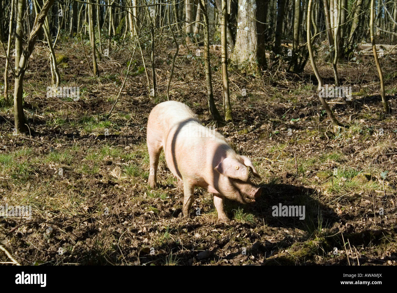 pig foraging in woodland national history museum st fagans cardiff ...