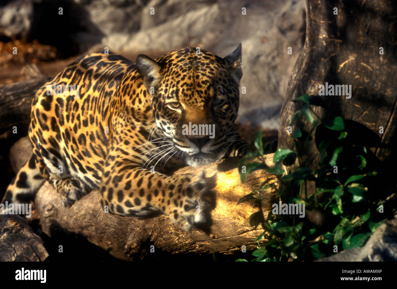 MC-234, LEOPARD RESTING ON LIMB Stock Photo - Alamy