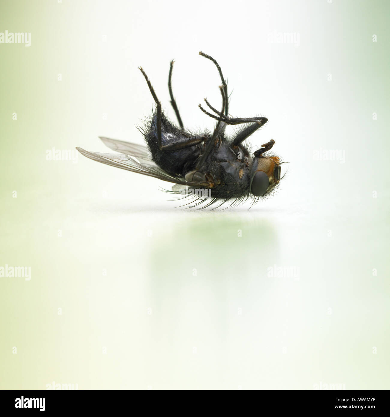 dead house fly lying on its back Stock Photo - Alamy