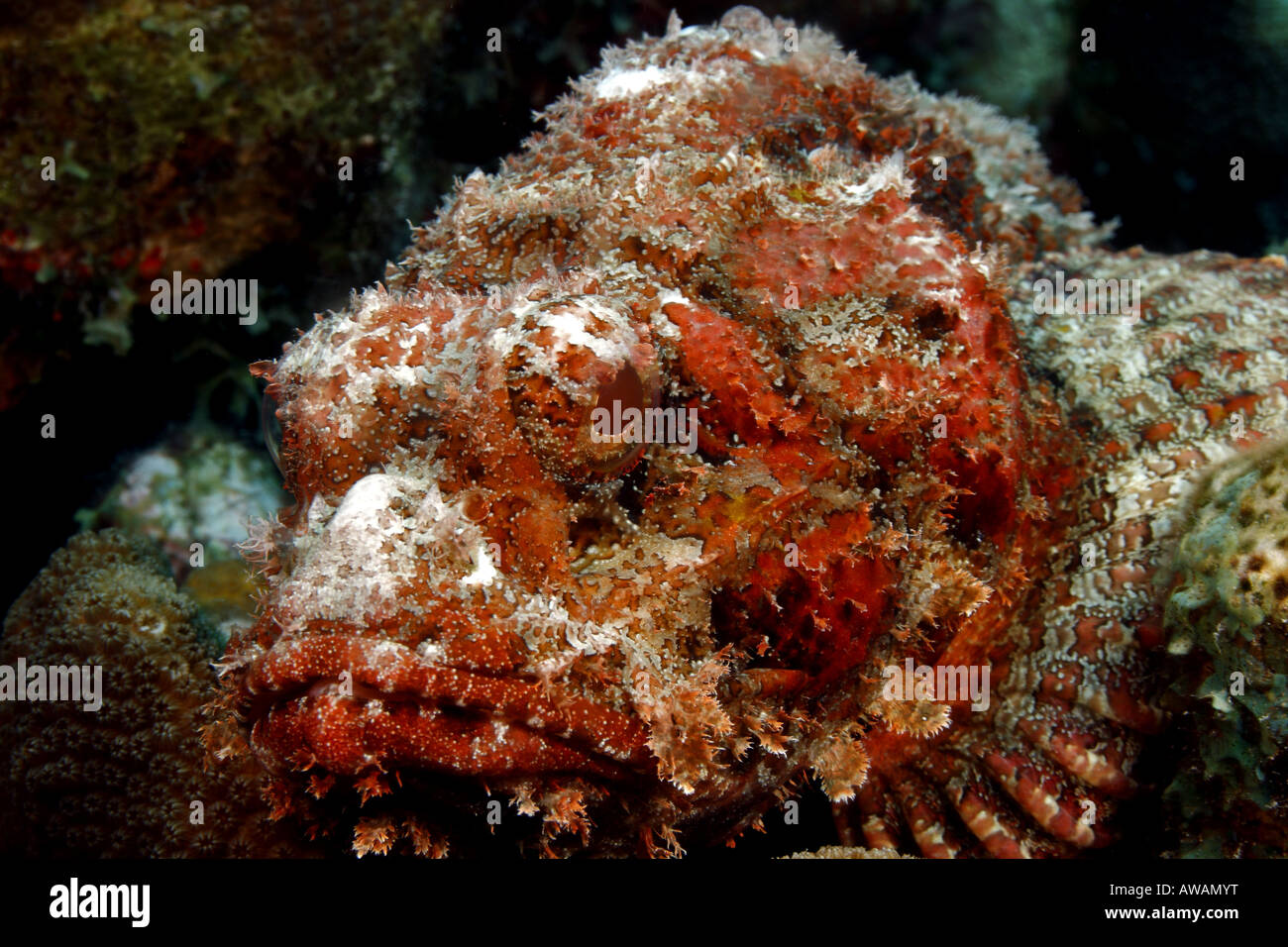 Spotted Scorpionfish scorpaena plumieri Stock Photo - Alamy Spotted Scorpionfish scorpaena plumieri Stock Photo - Alamy