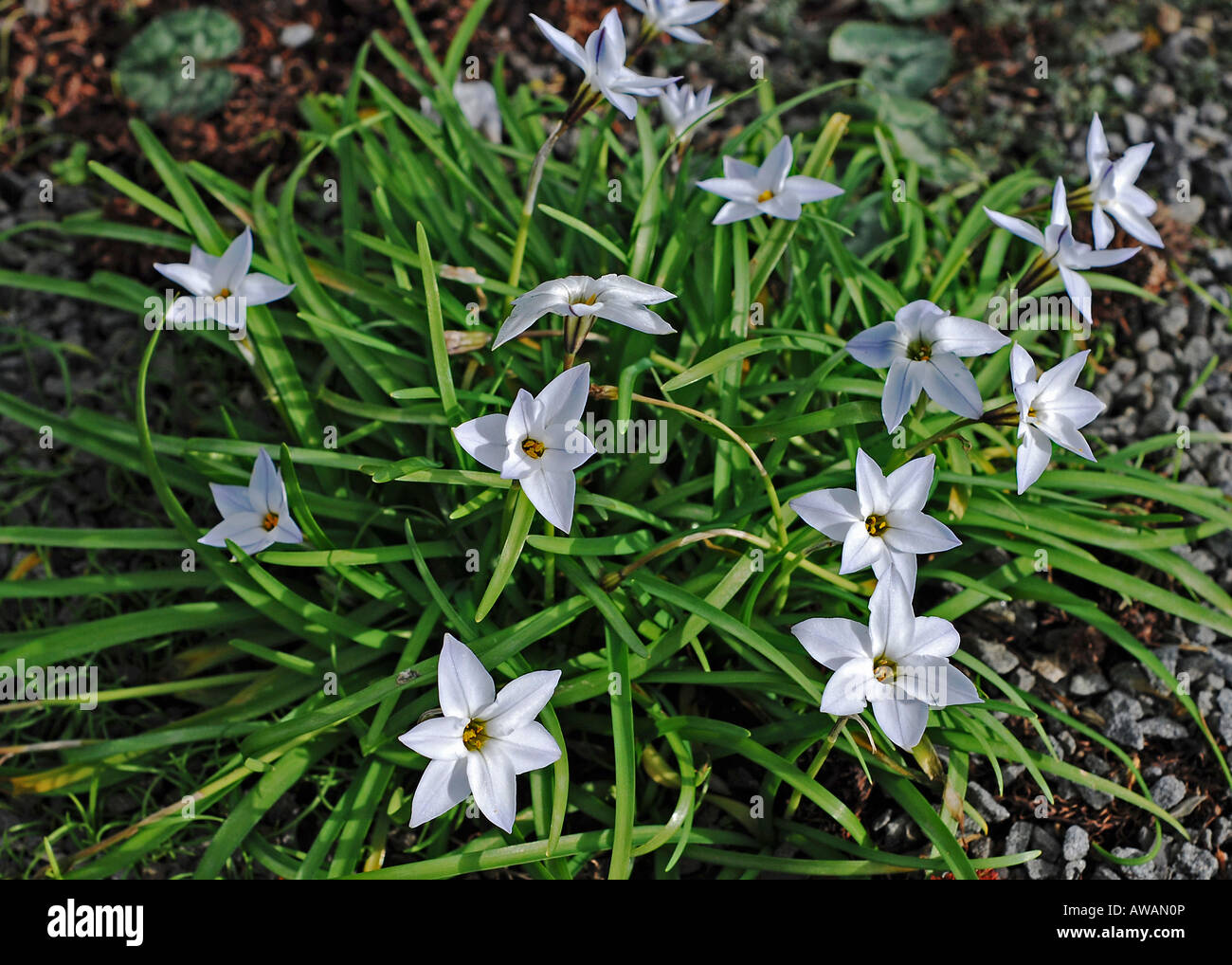 Spring starflower group hi-res stock photography and images - Alamy