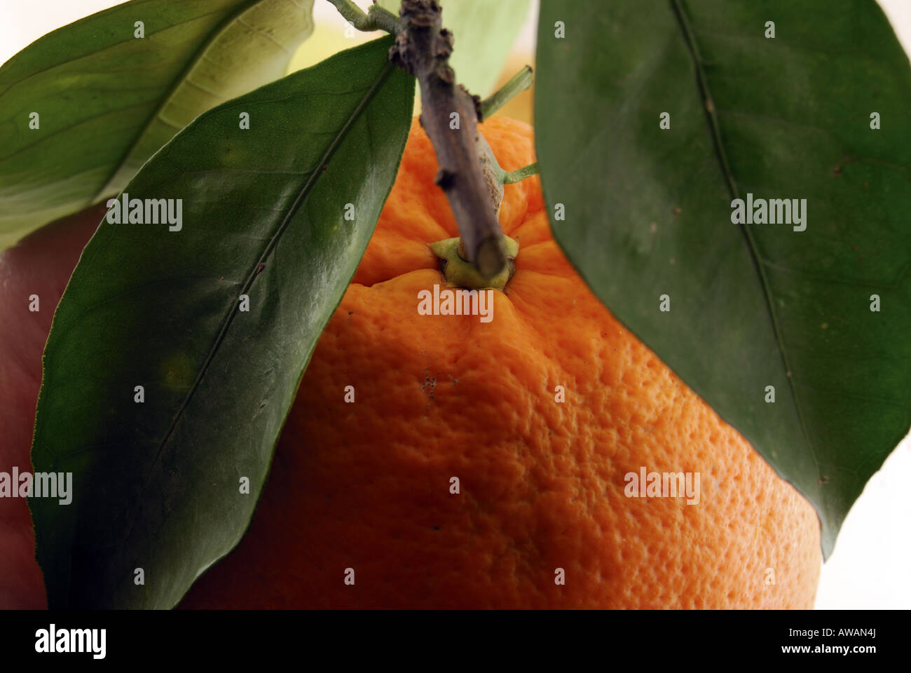 Summer fruit lebanon hi-res stock photography and images - Alamy