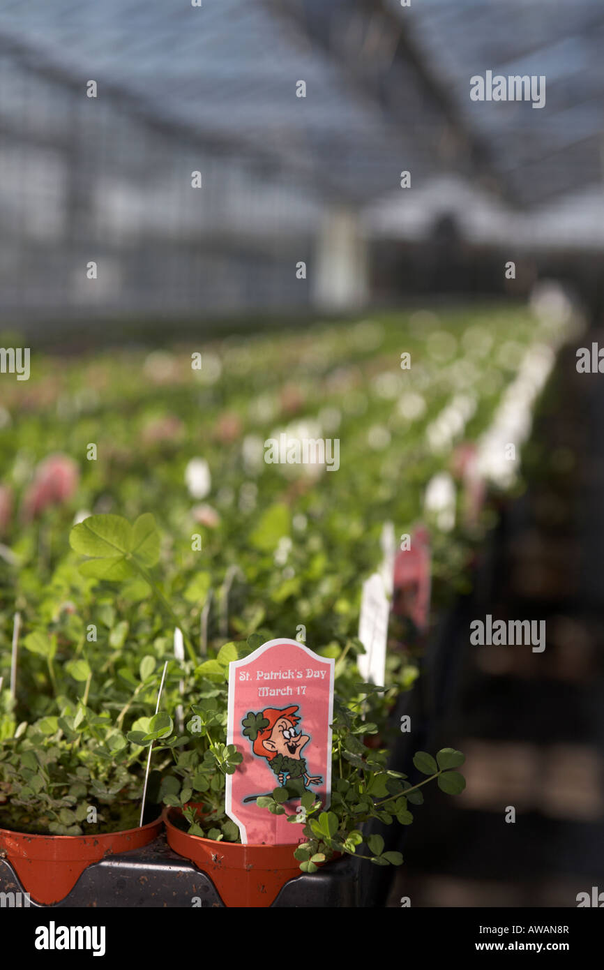 rows of potted shamrock plants ready for packing at hoop hill nurseries ...