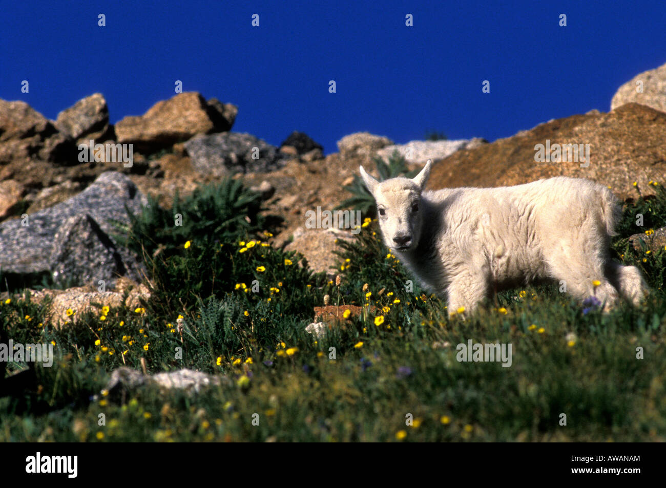 Goat with flowers hi-res stock photography and images - Alamy