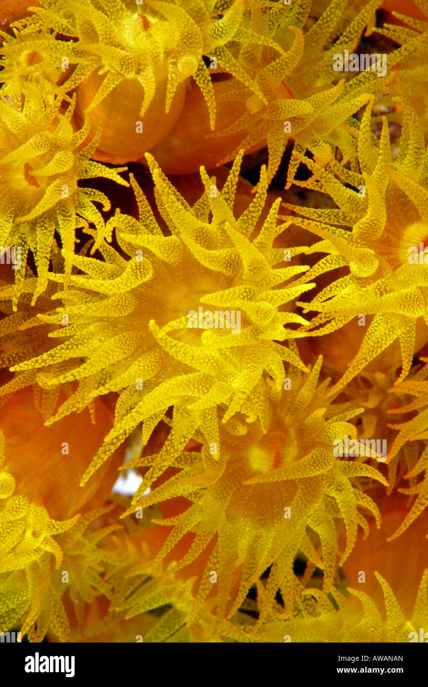 Orange cup coral Tubastraea coccinea Stock Photo - Alamy
