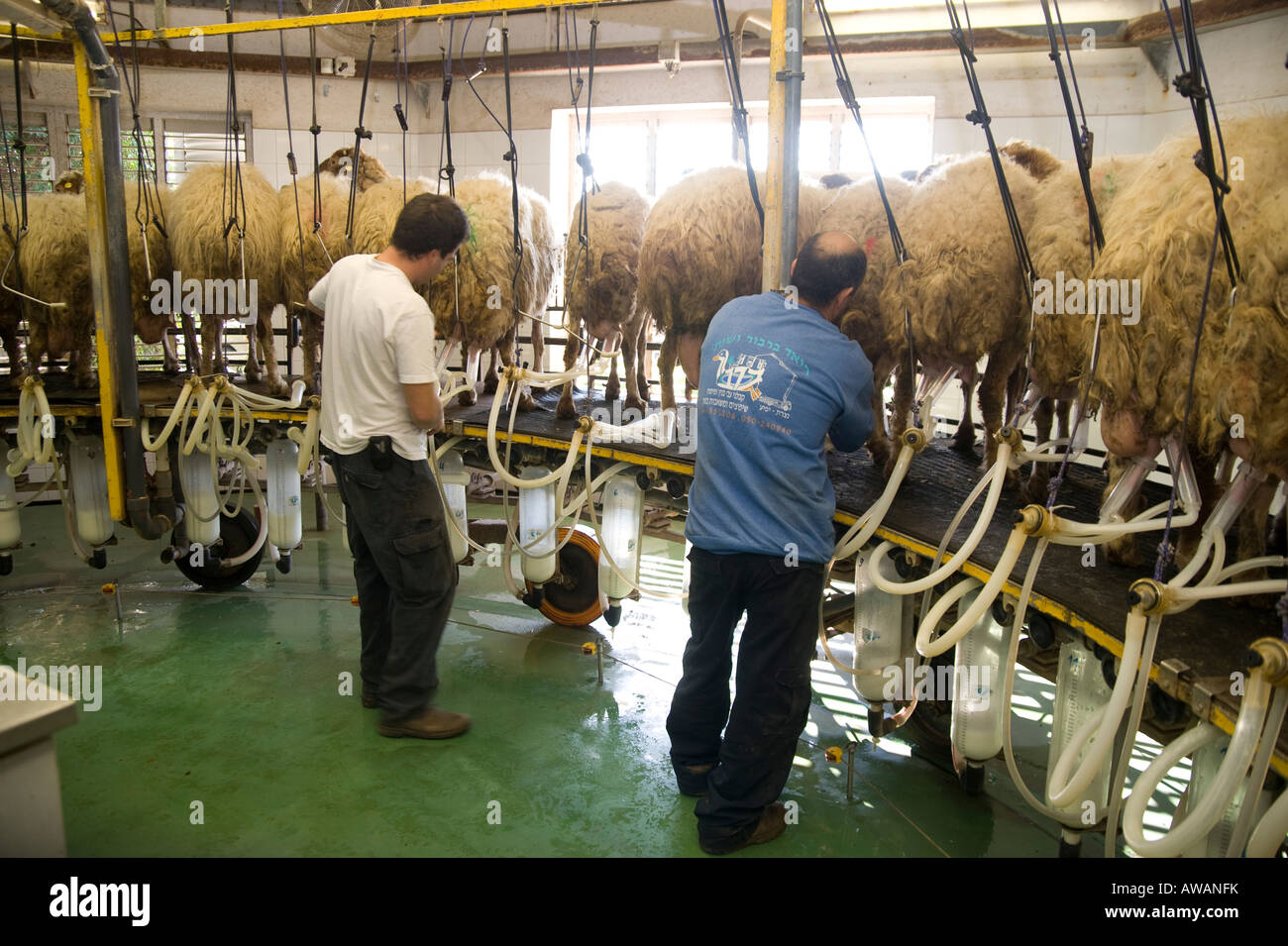 Israel Sheep dairy farm Milking the sheep connecting the suction tubes ...