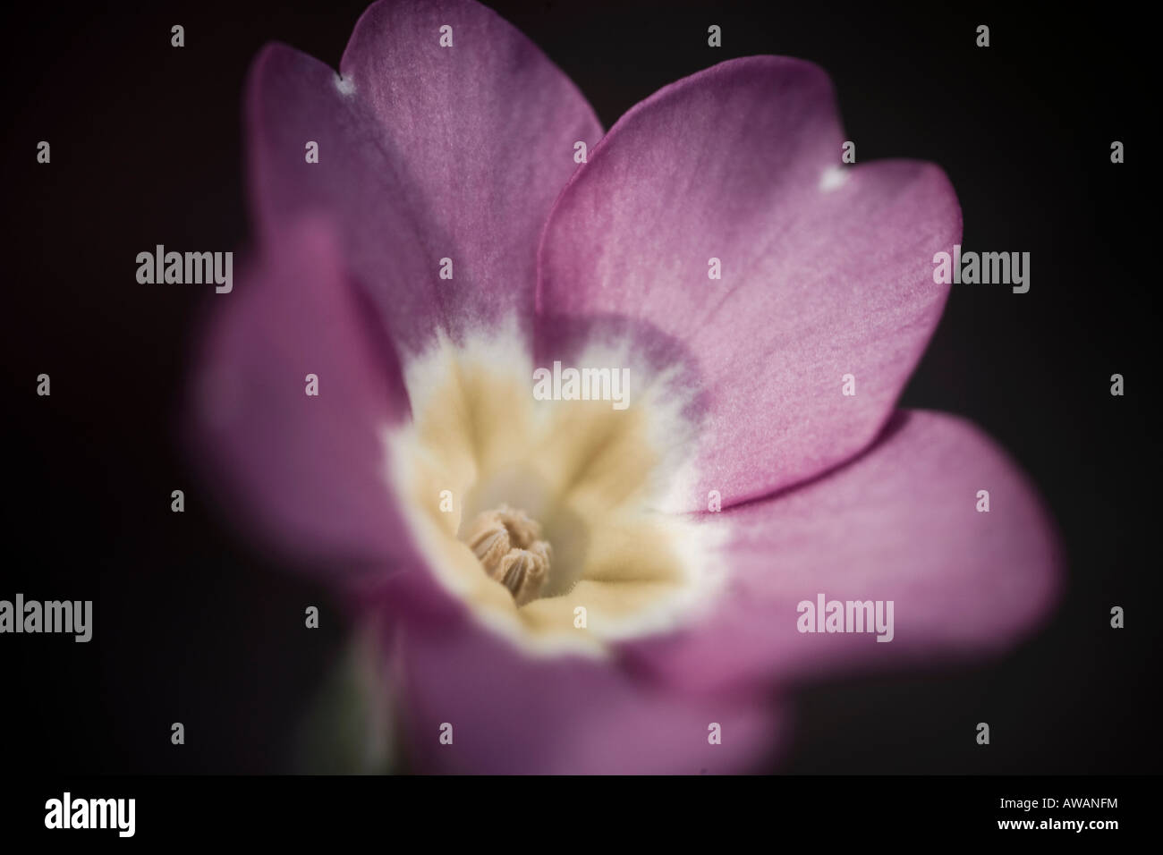 Pink Primrose flower close up with a black background Stock Photo - Alamy