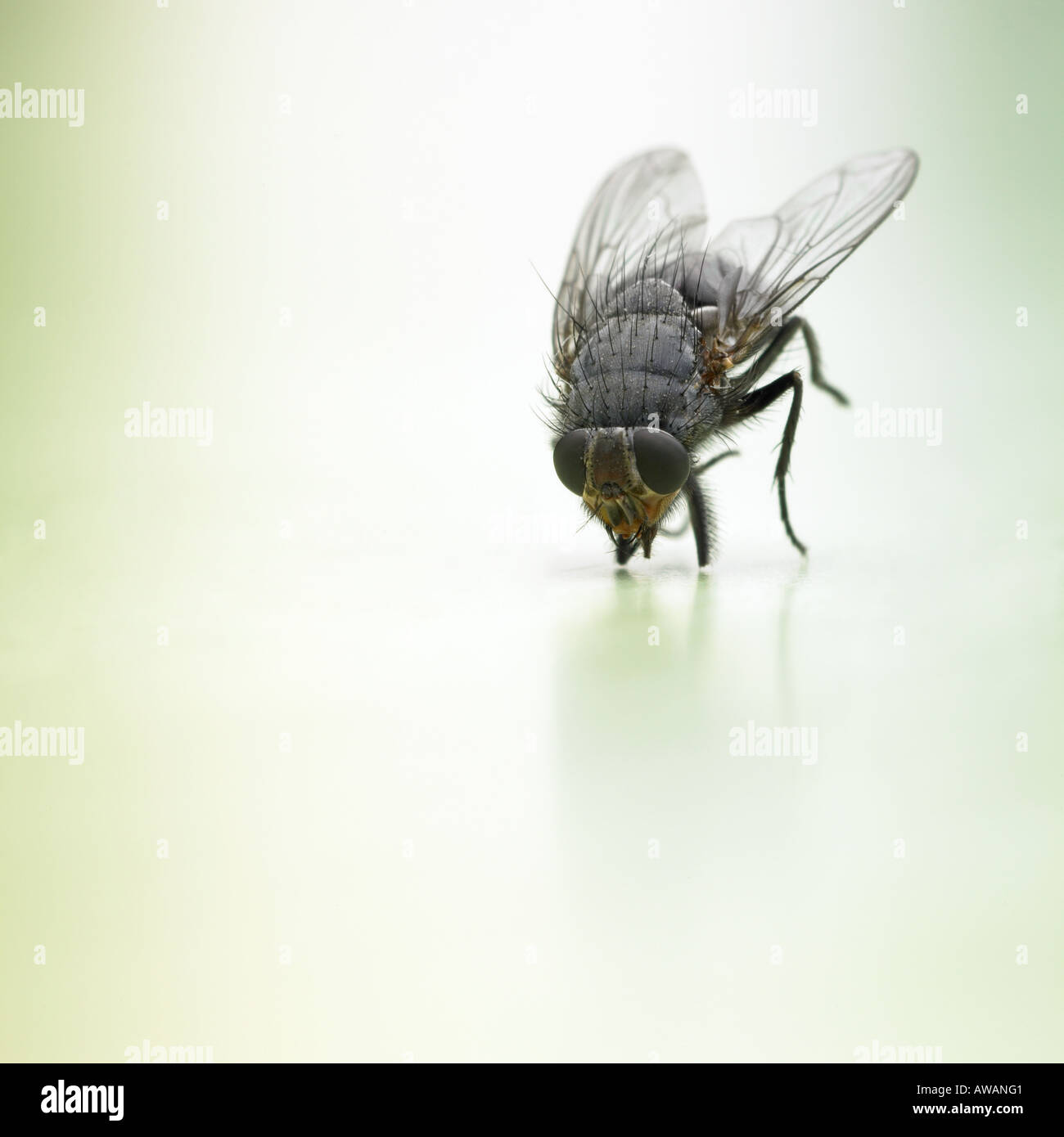 Forward dive hi-res stock photography and images - Alamy