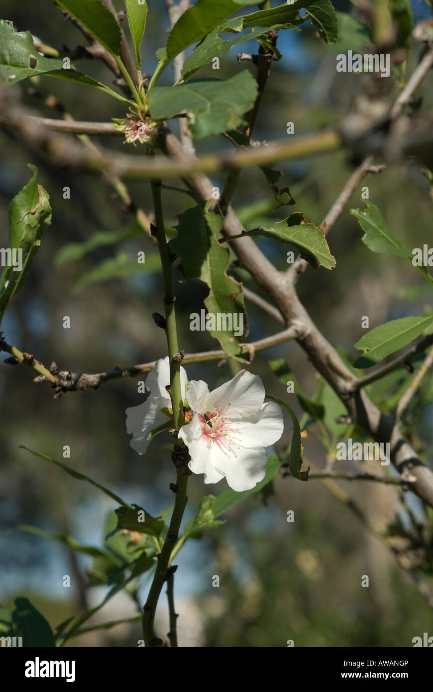 Israel Galilee white Apple blossoms on Apple trees in a plantation ...