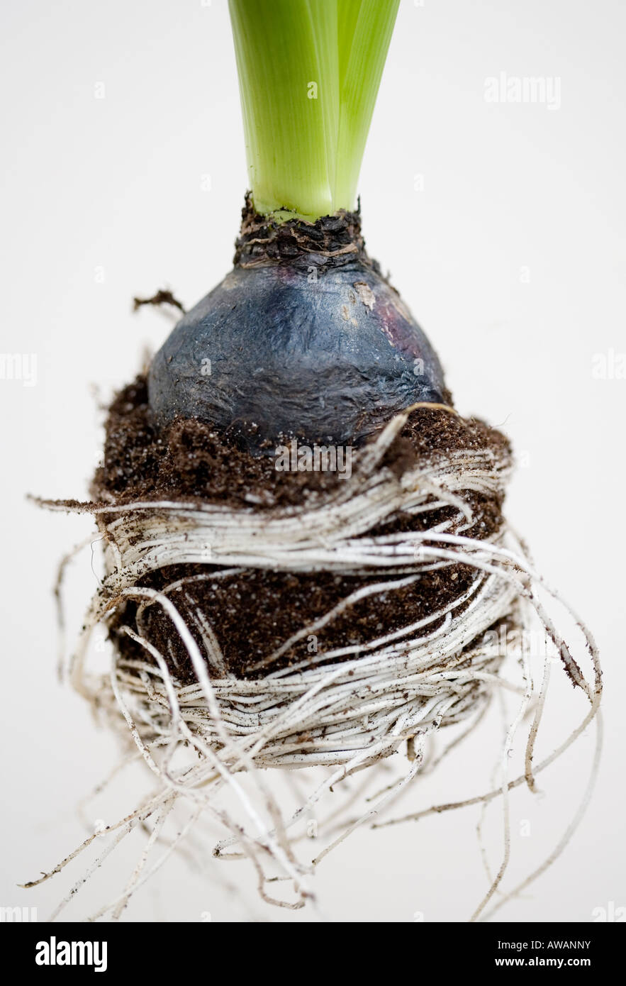 Life cycle of a bulb hi-res stock photography and images - Alamy