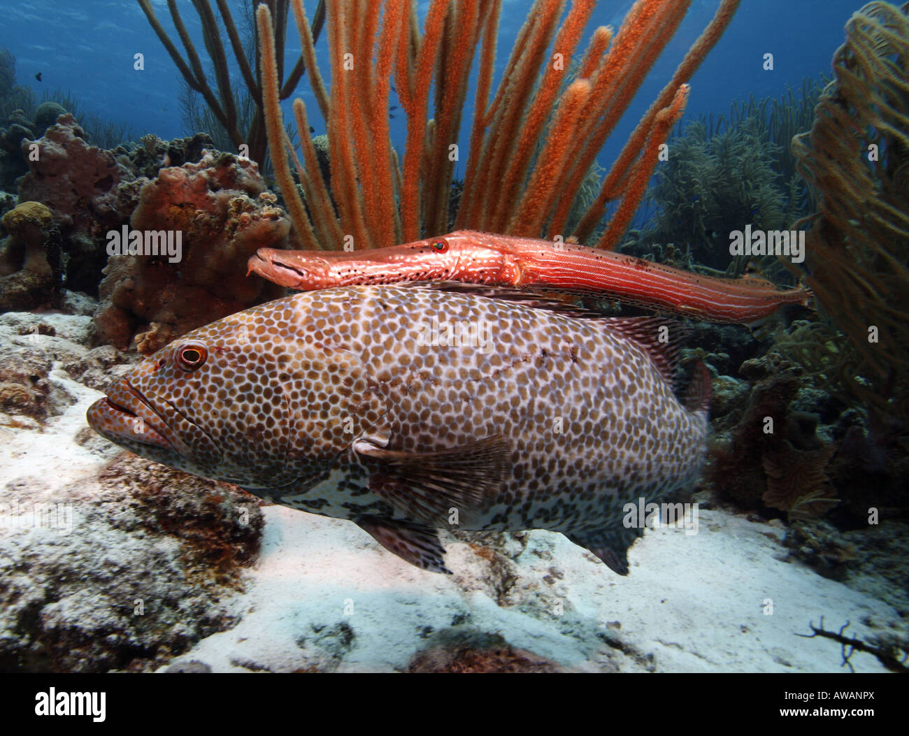 Tiger grouper trumpet Stock Photo - Alamy