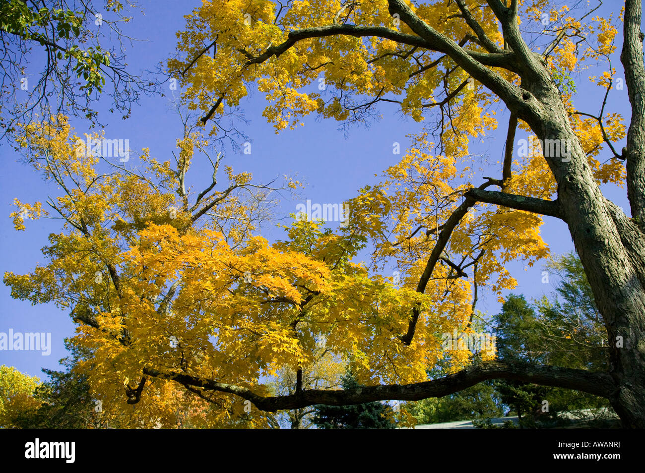 Falltree hi-res stock photography and images - Alamy