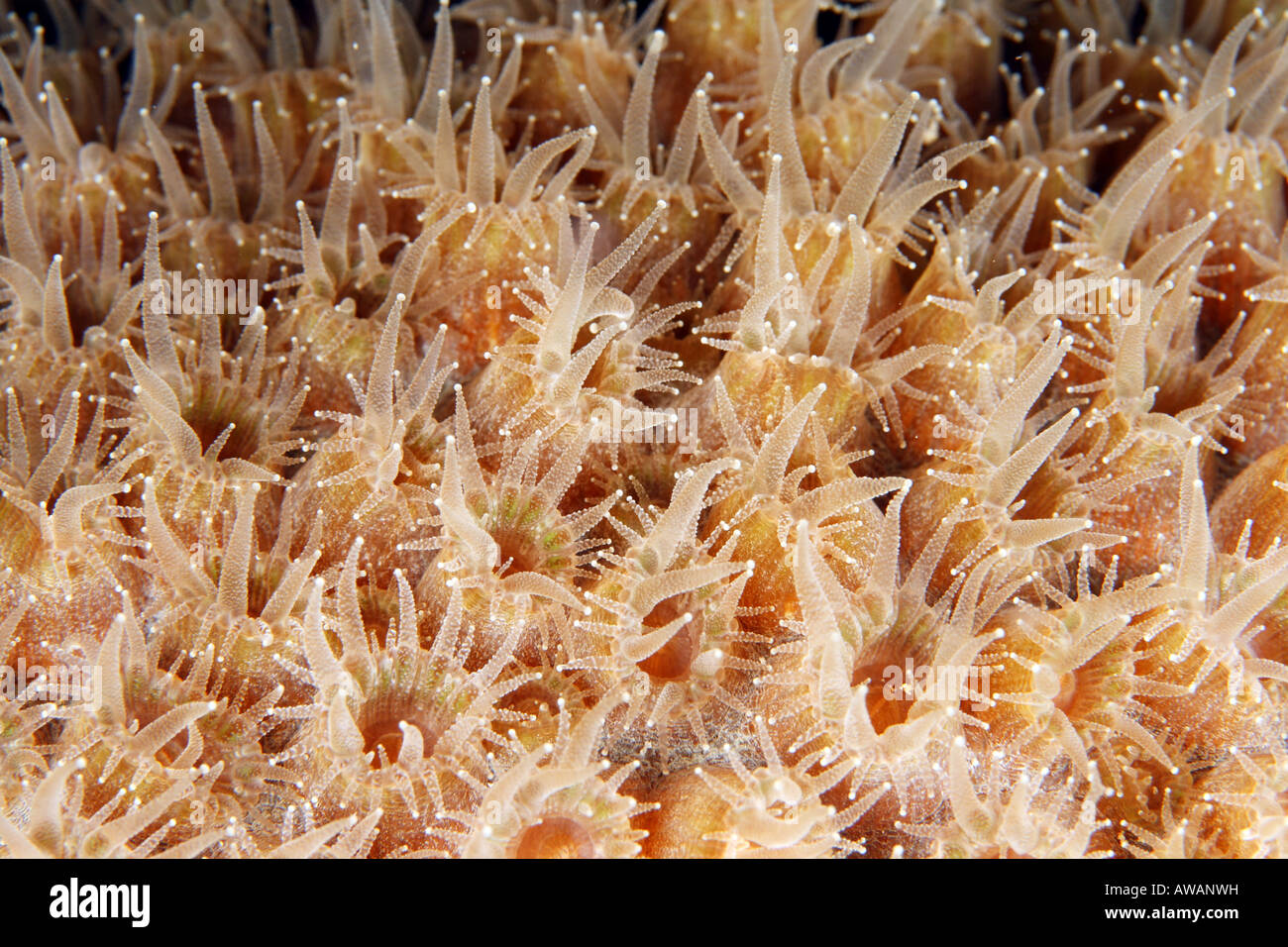 Smooth Flower Coral Eusmilia fastigiata Stock Photo - Alamy