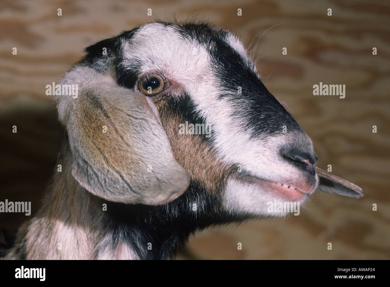 Cheeky goat hi-res stock photography and images - Alamy