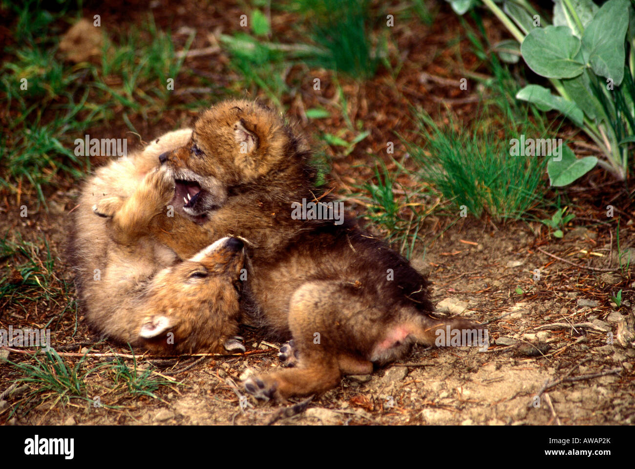 Coyote pups hi-res stock photography and images - Alamy