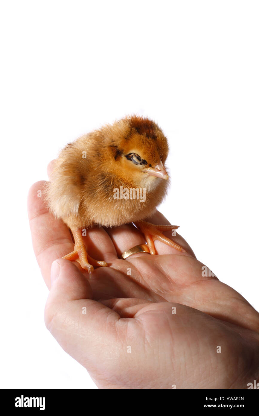 Baby chick sitting on a hand Stock Photo - Alamy