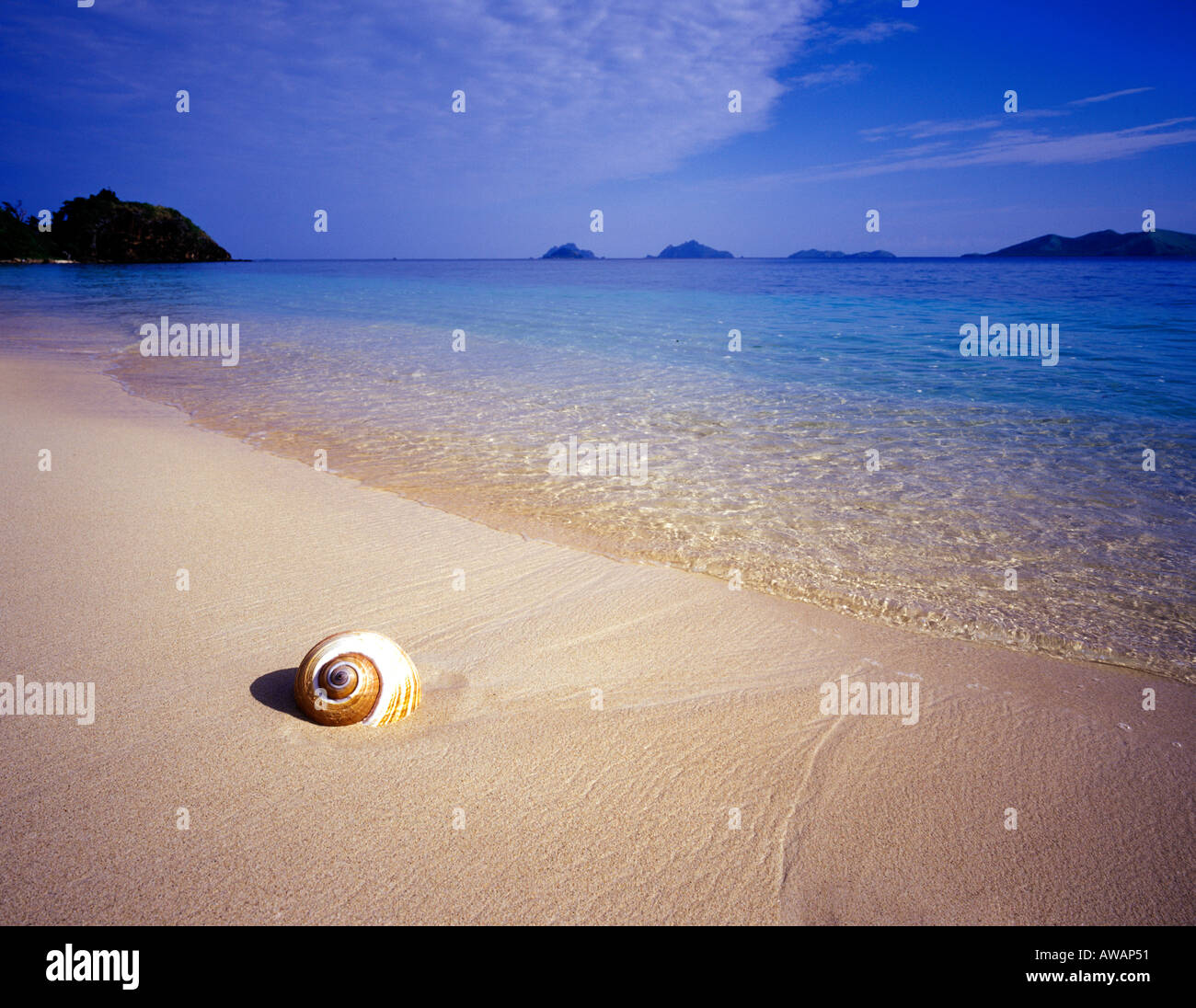 seashell on tropical beach Stock Photo - Alamy