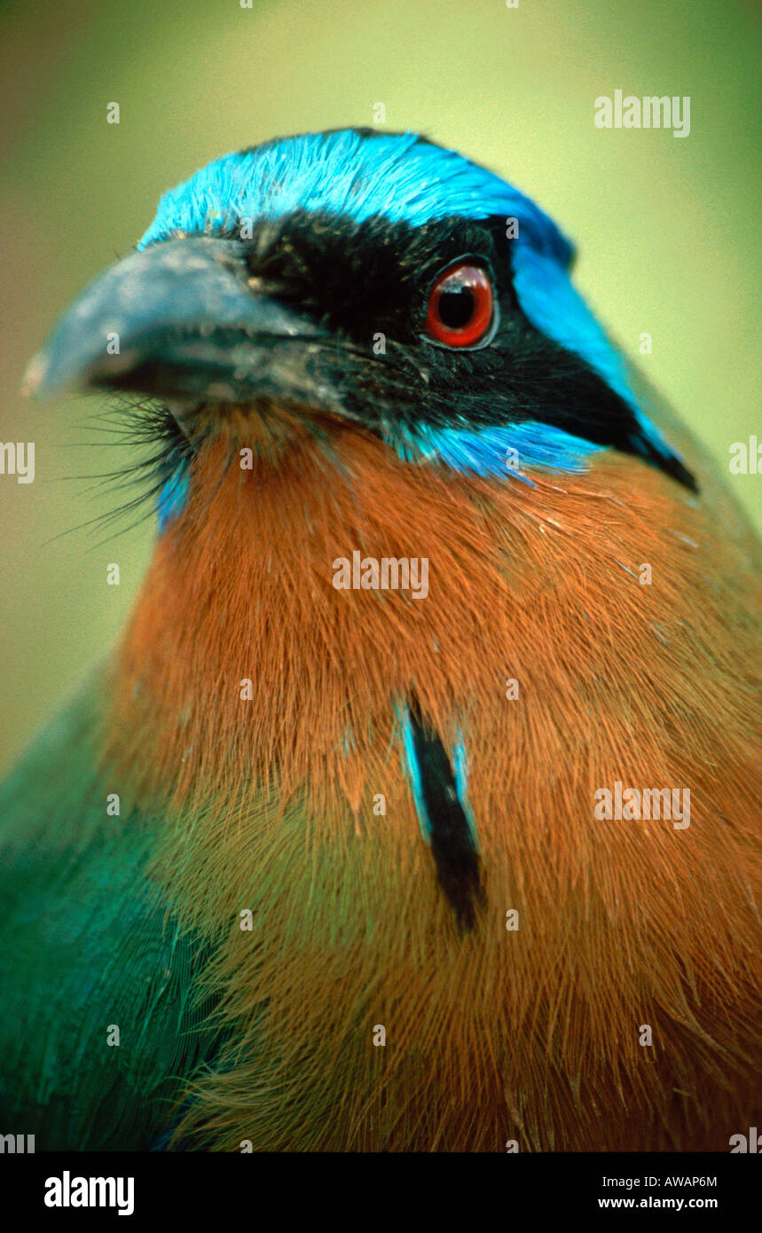 Blue Crowned Mot Mot, (Momotus momota) in Tobago, Caribbean, close-up ...