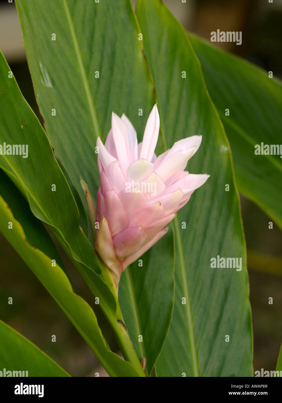 Pink Ginger Flower Flowers Tropical High Resolution Stock Photography ...