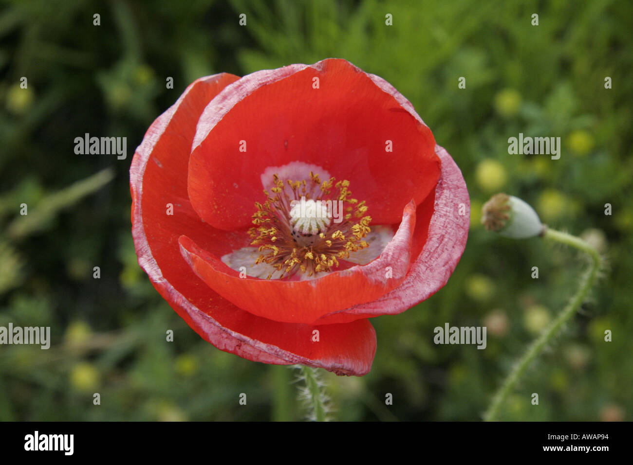 Red Wildflower blossom Stock Photo - Alamy