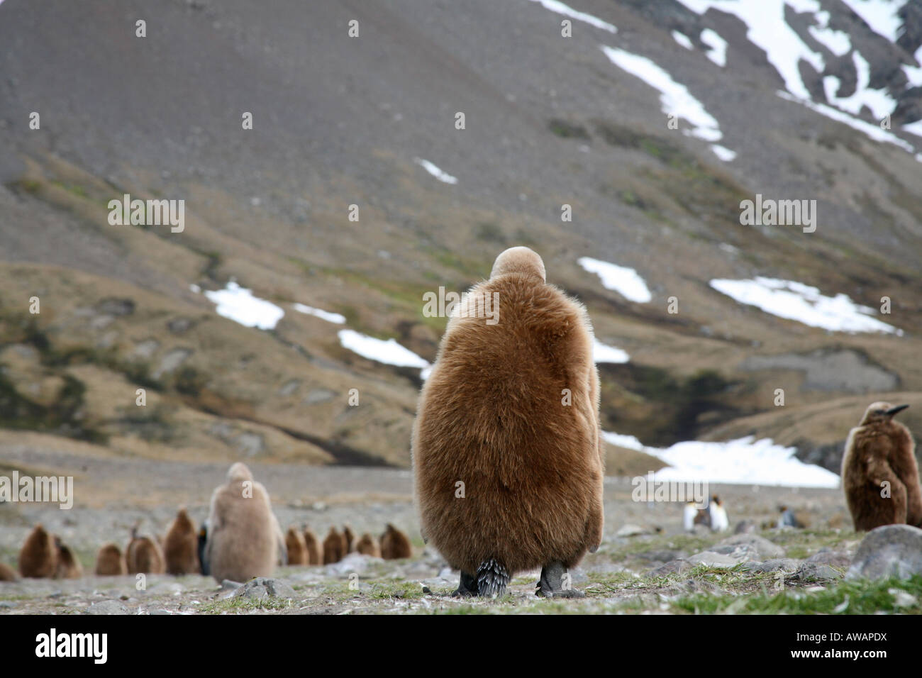 baby king penguin standing alone, snowy mountain in background Stock ...
