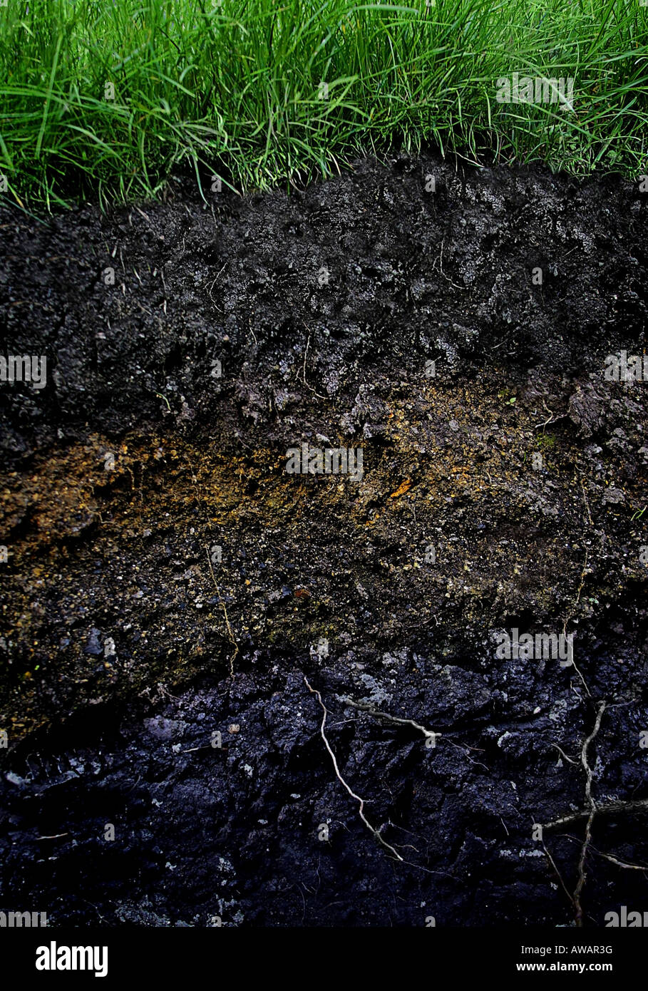 Grass, roots and dirt Stock Photo - Alamy