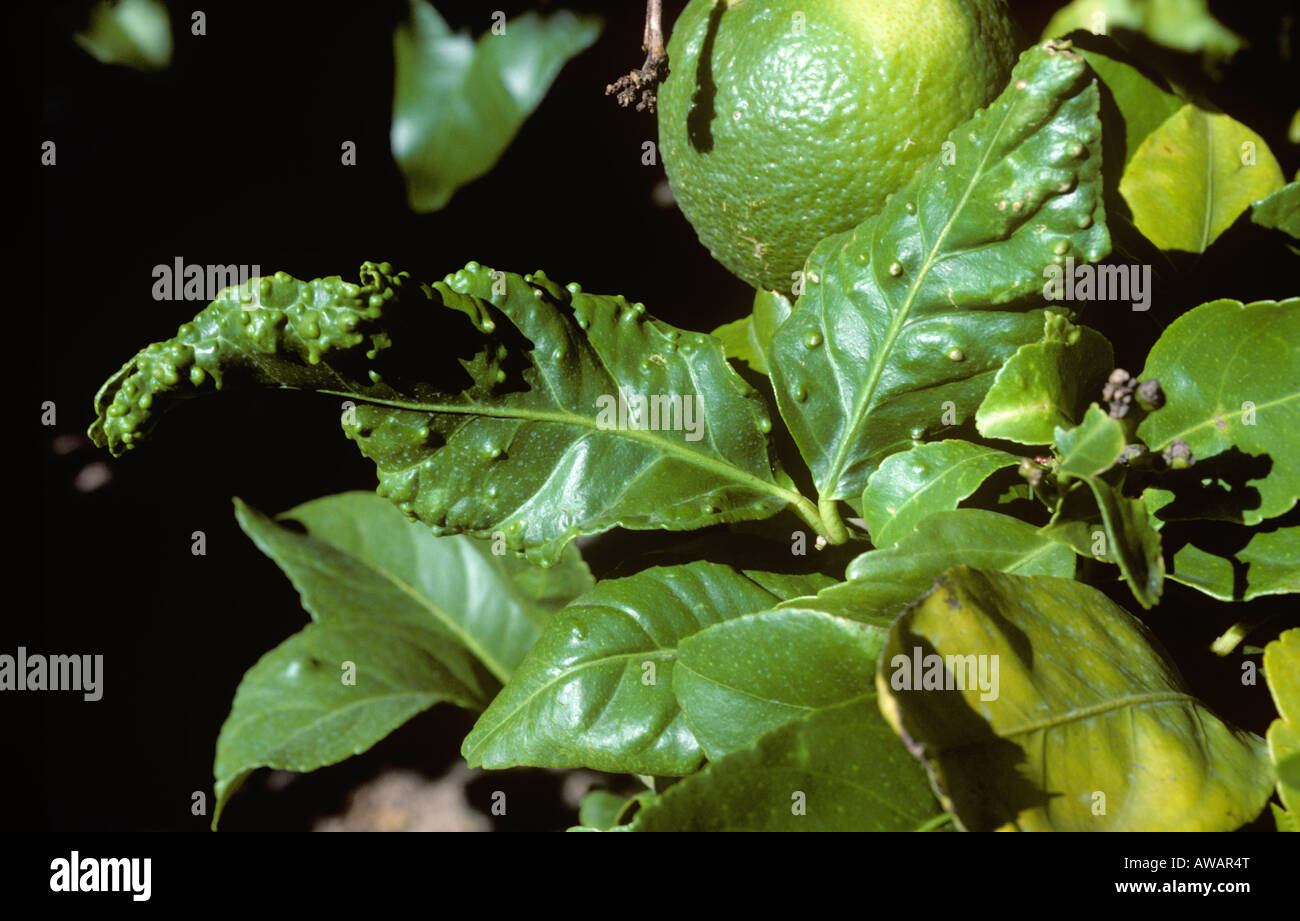 Psyllid hi-res stock photography and images - Alamy