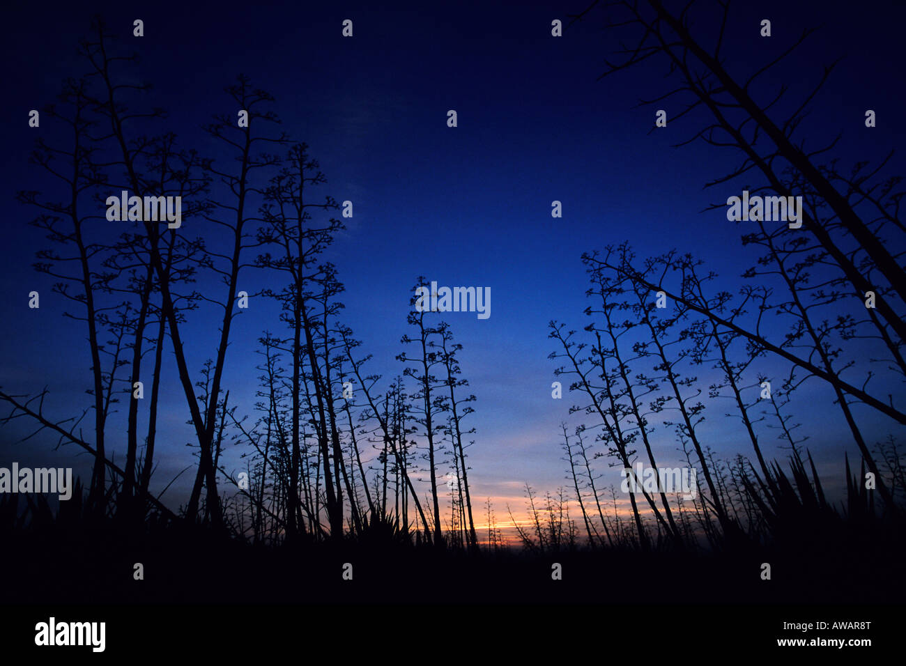 Agaves in the forest hi-res stock photography and images - Alamy
