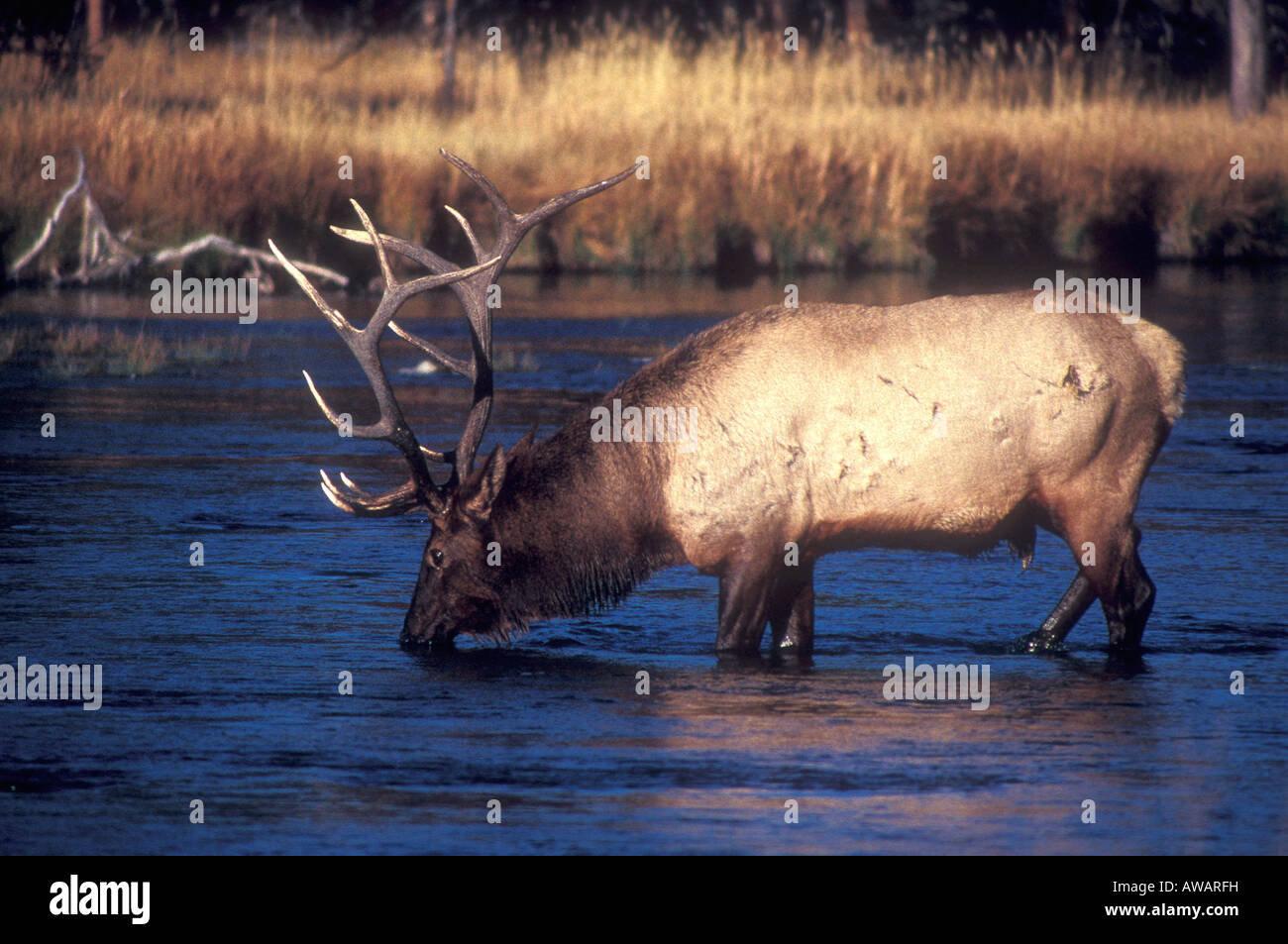 Elk drinking hi-res stock photography and images - Alamy