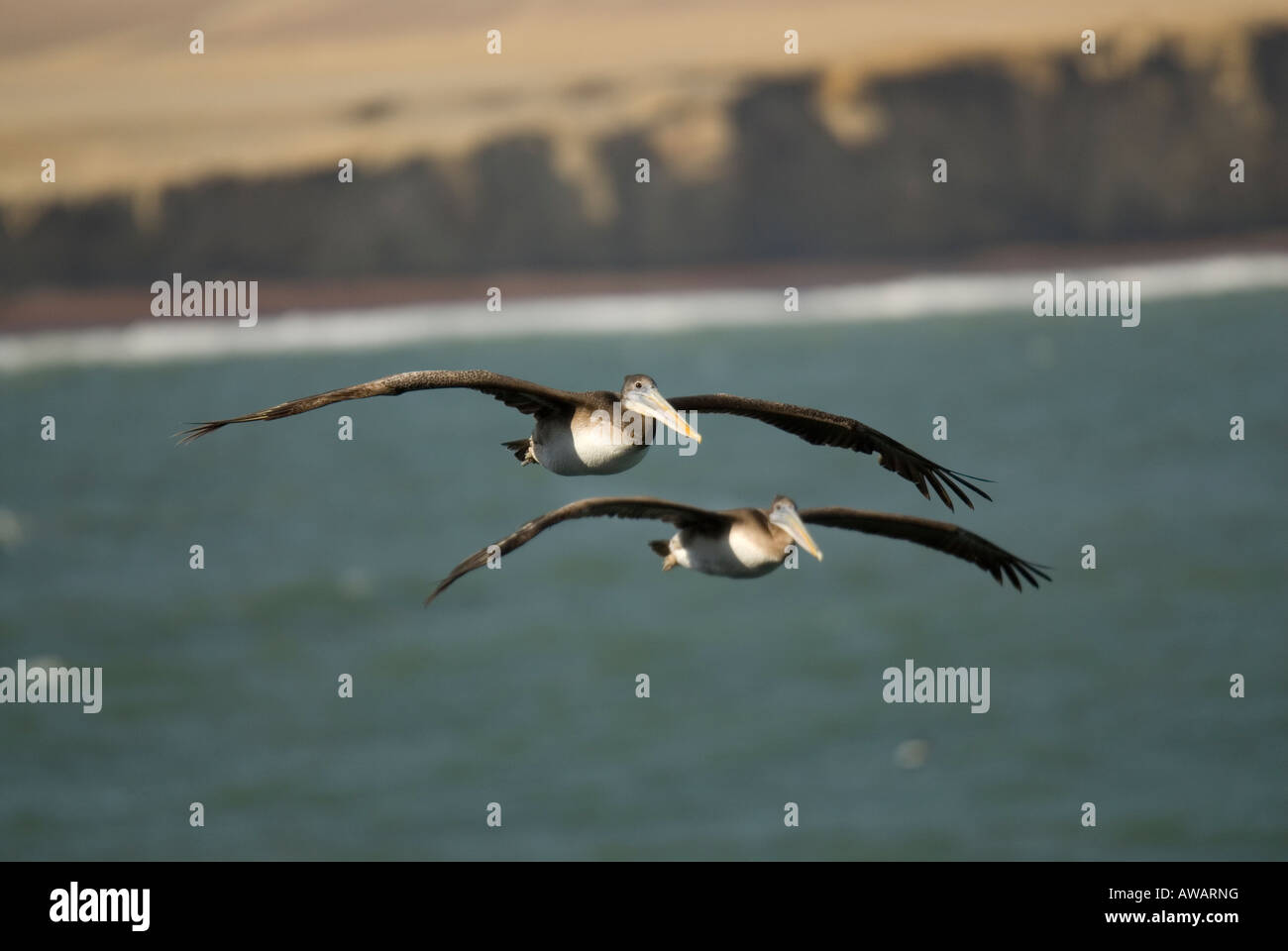 PERUVIAN PELICAN Pelecanus thagus Stock Photo - Alamy