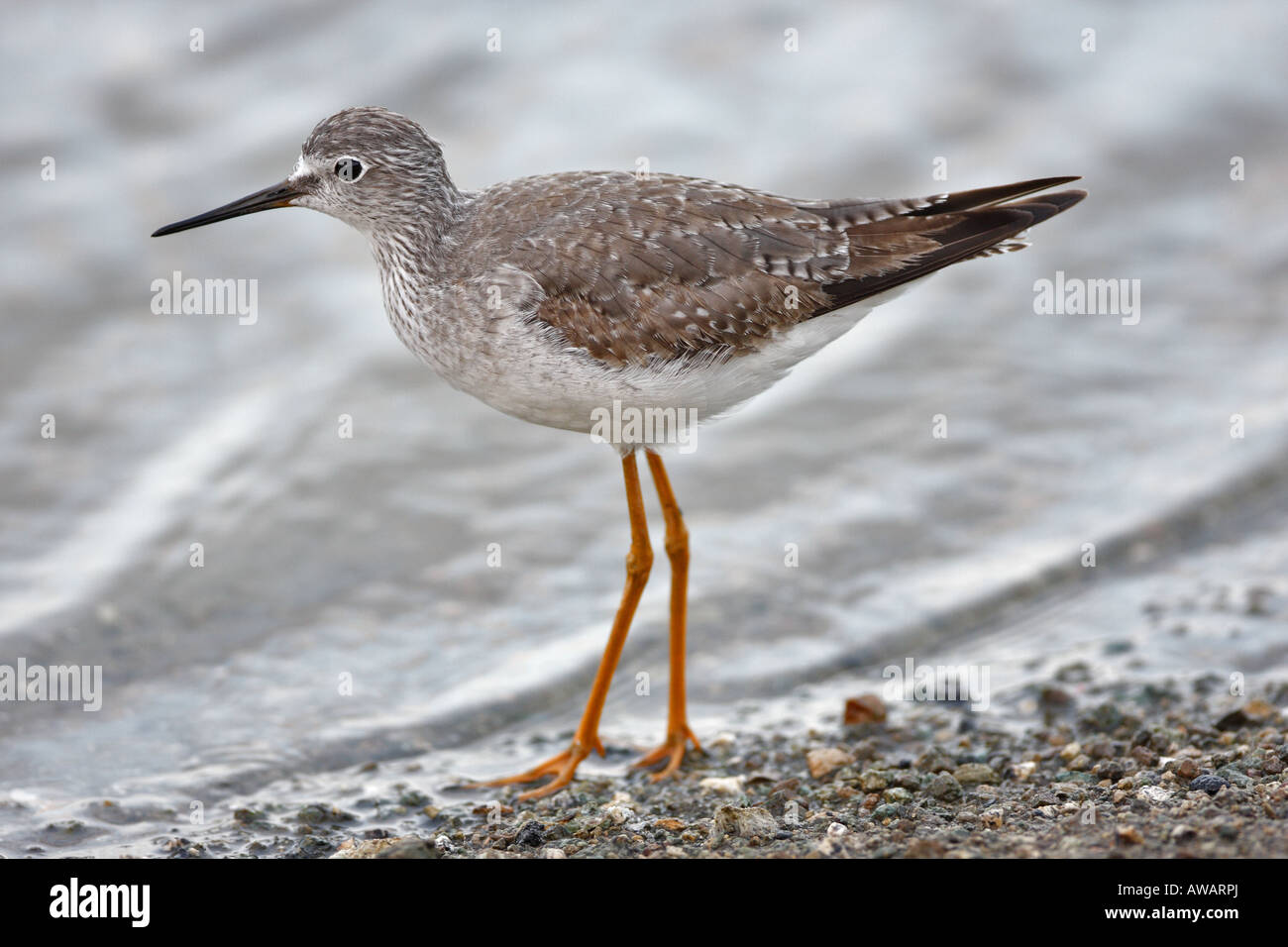 Lesser yellowlegs tringa flavipes Stock Photo - Alamy