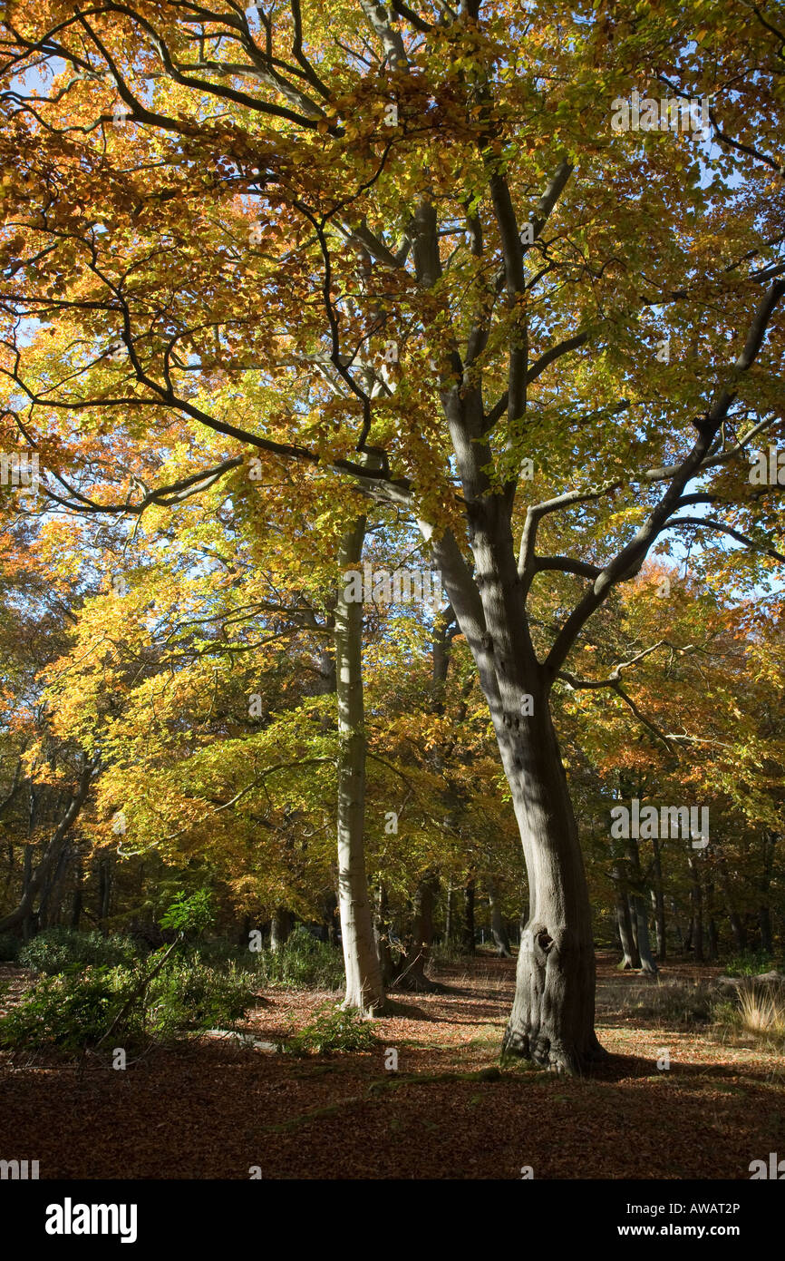Beech woods in Autumn Stock Photo - Alamy