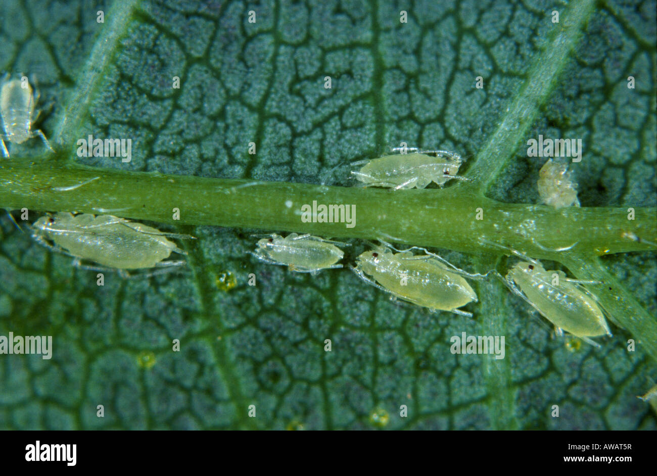 Damson hop aphids Phorodon humuli on a hop leaf Stock Photo - Alamy