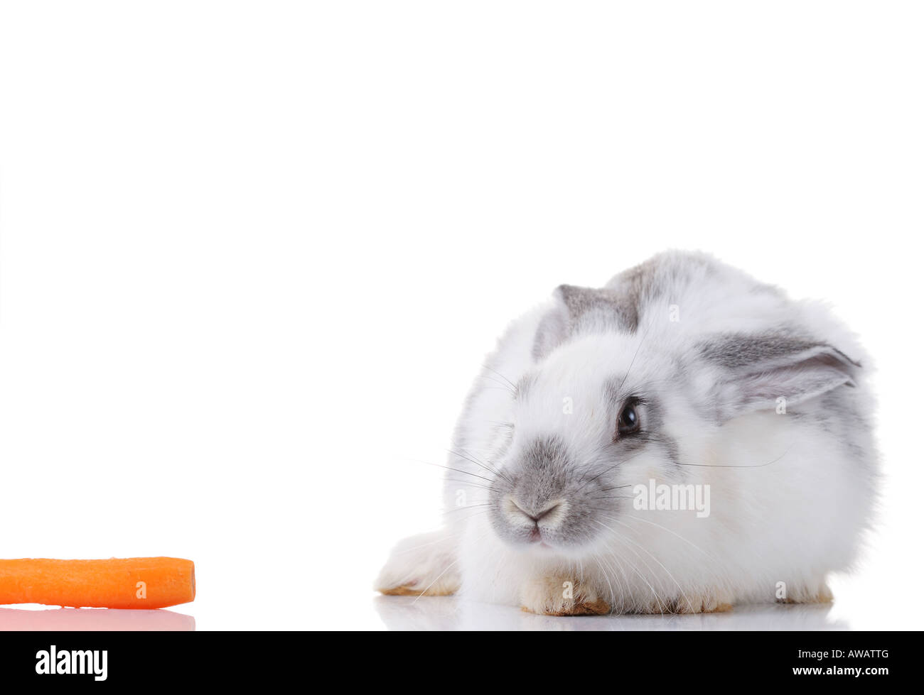 white gray rabbit and a carrot isolated on white background Stock Photo ...
