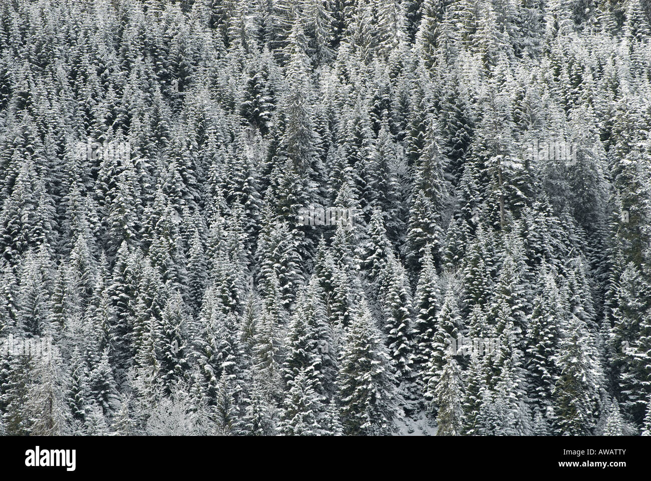 Snow covered fir plantation hi-res stock photography and images - Alamy