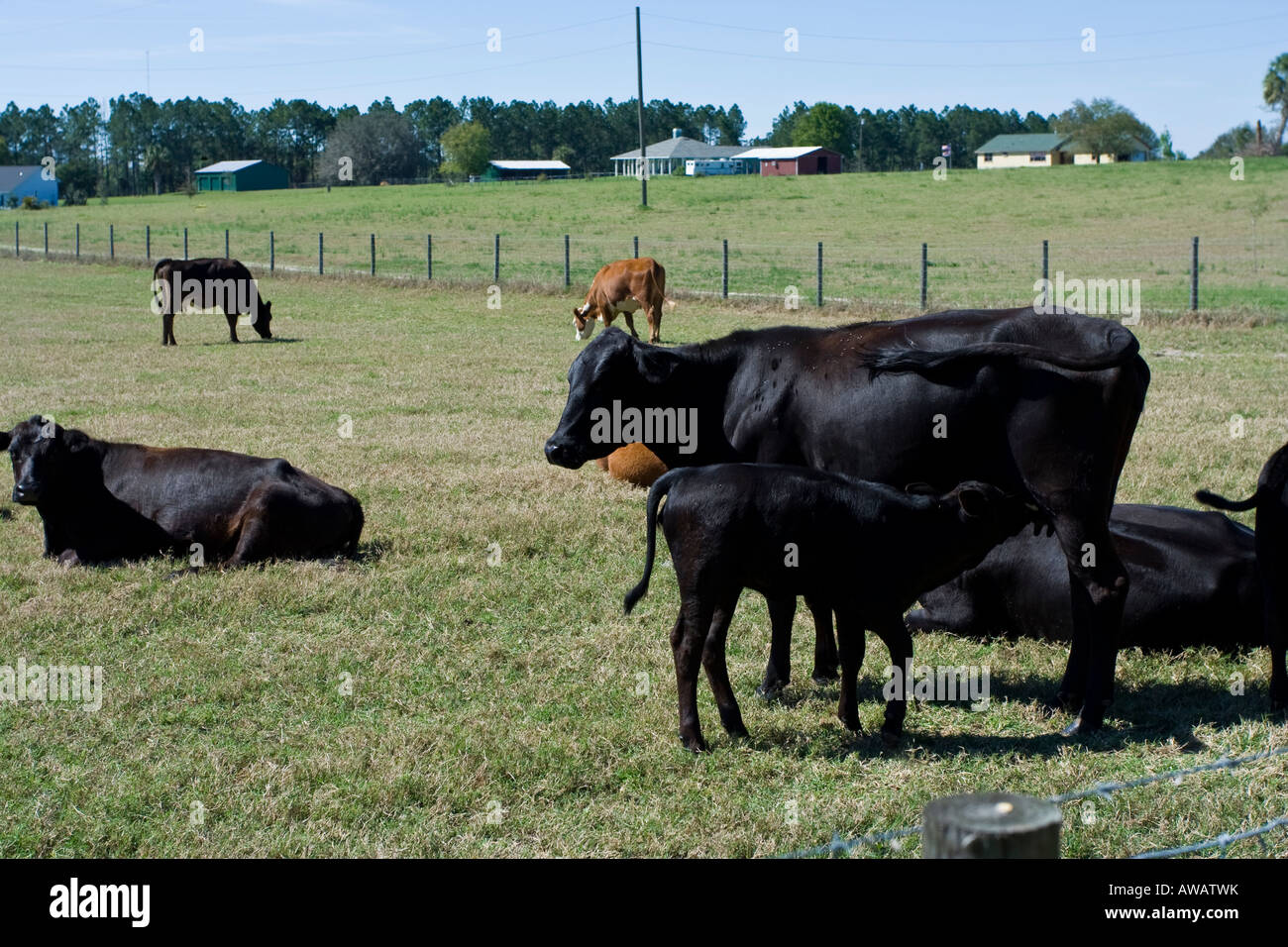 Cows in Field Stock Photo - Alamy