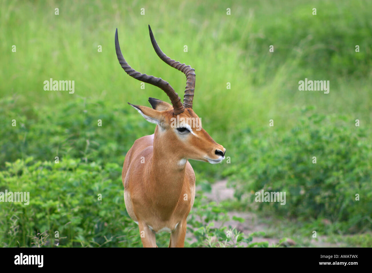 Male Impala close up Stock Photo - Alamy