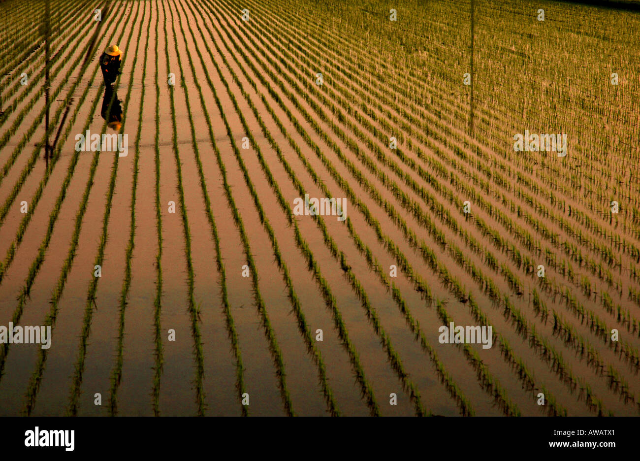 Japanese woman planting rice Stock Photo - Alamy