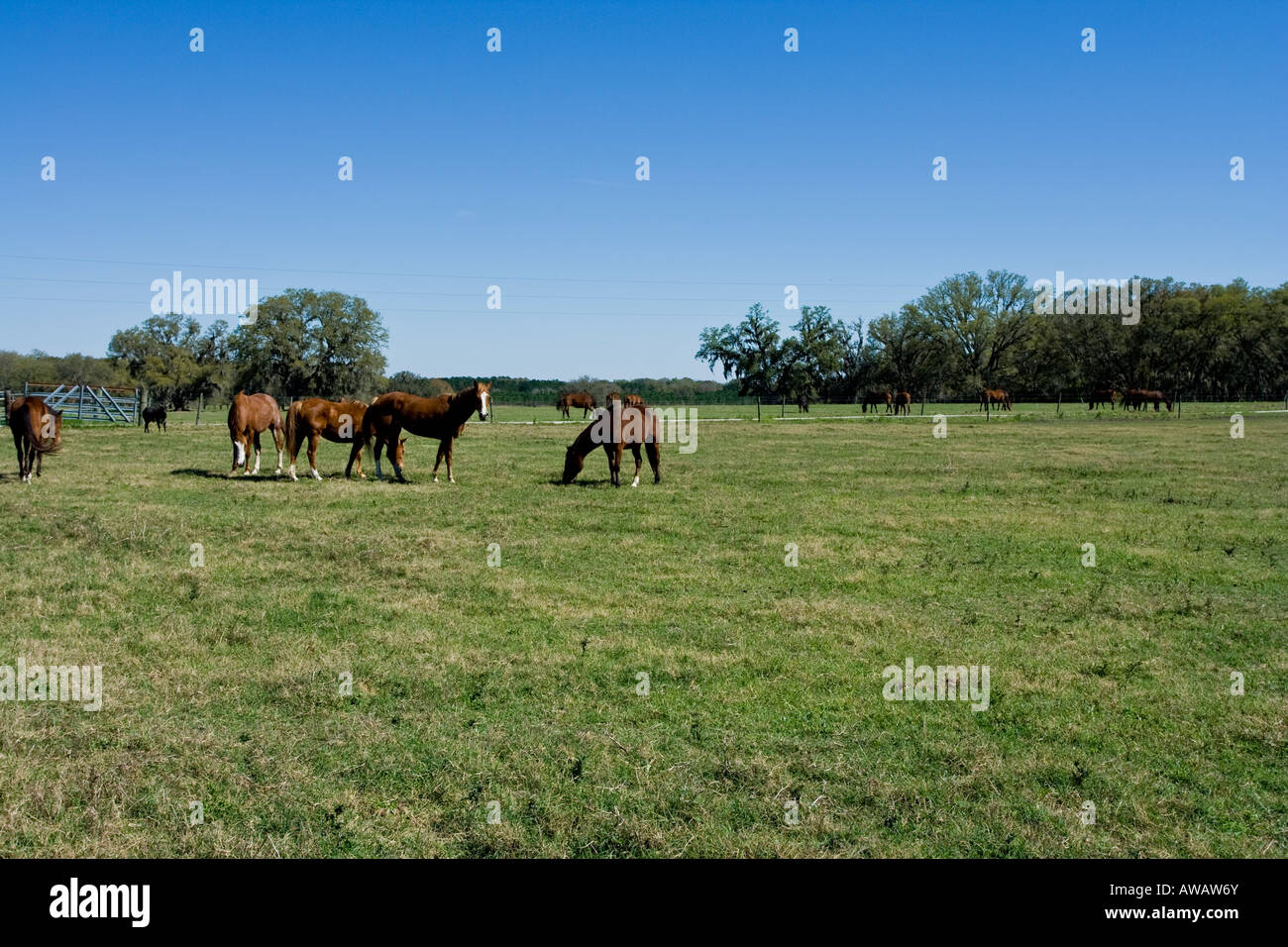 Field of Horses Stock Photo - Alamy