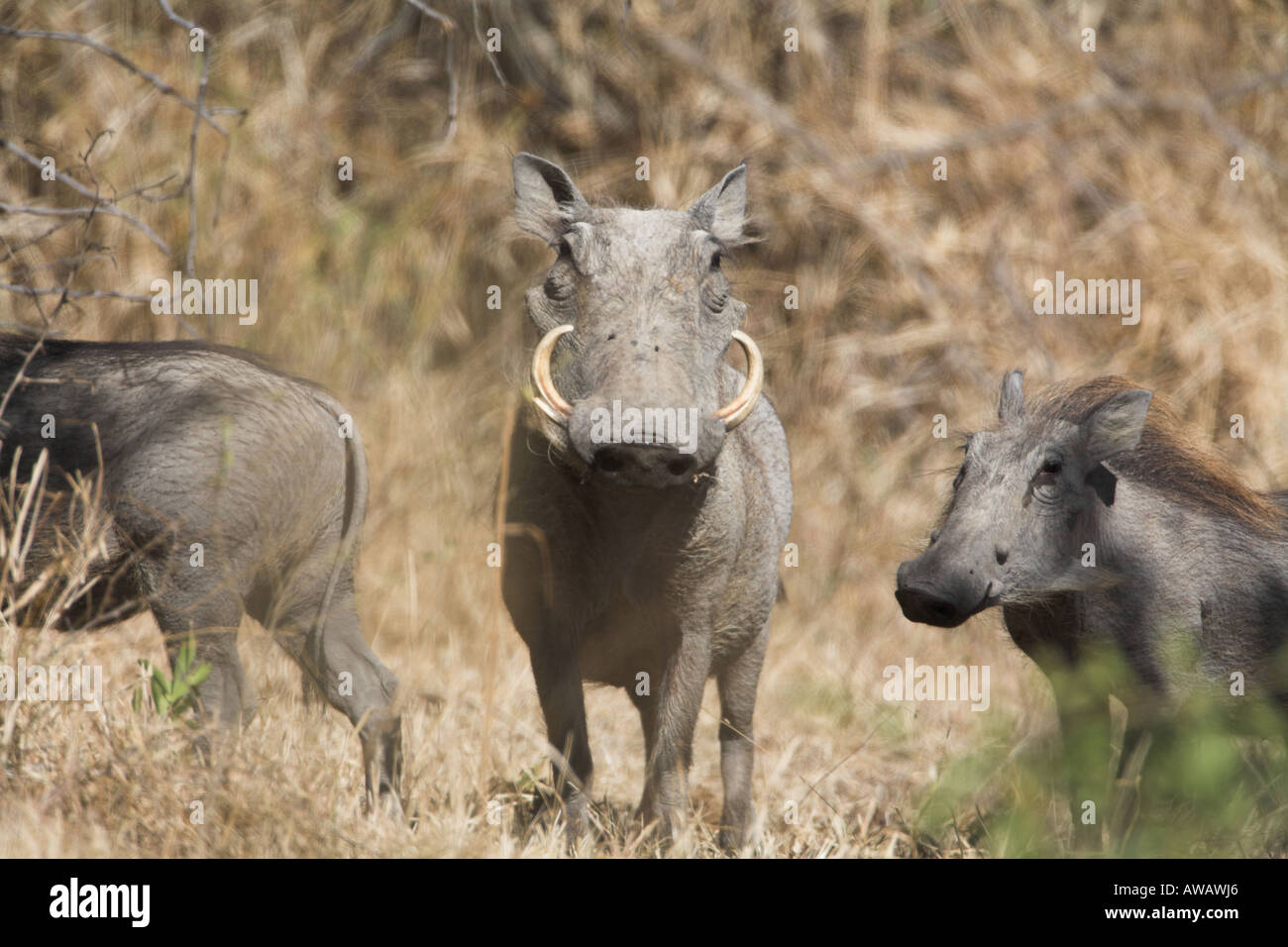 Common Warthog in South Africa Stock Photo - Alamy
